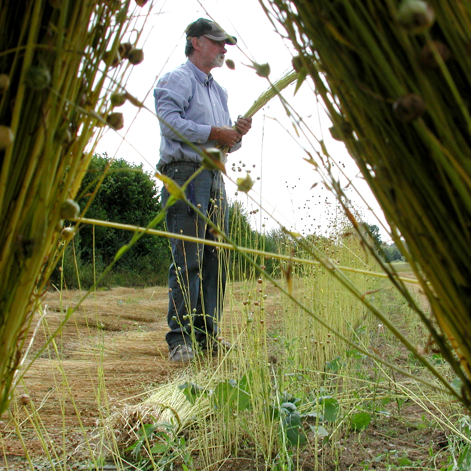 Flachs und Leinen | Flachsshop | Flachsstroh ungeröstet 0,3 kg - Flachsshop